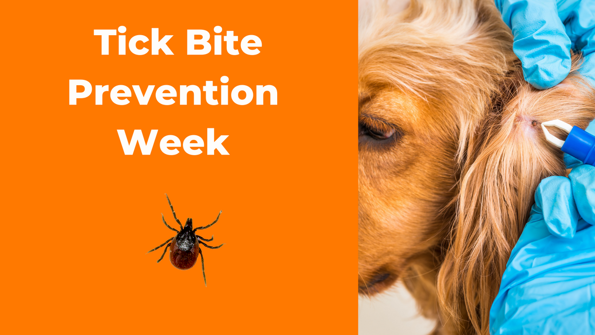 dog tick bite uk