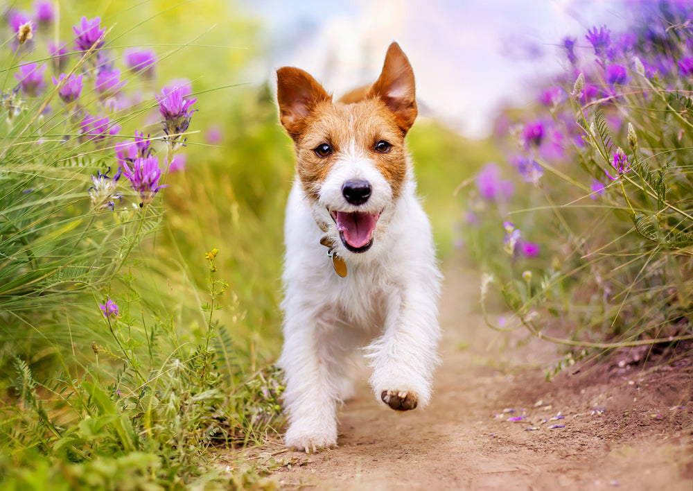 From Muddy Paws to Springtime Walks: Helping your Dog Adjust to More E ...
