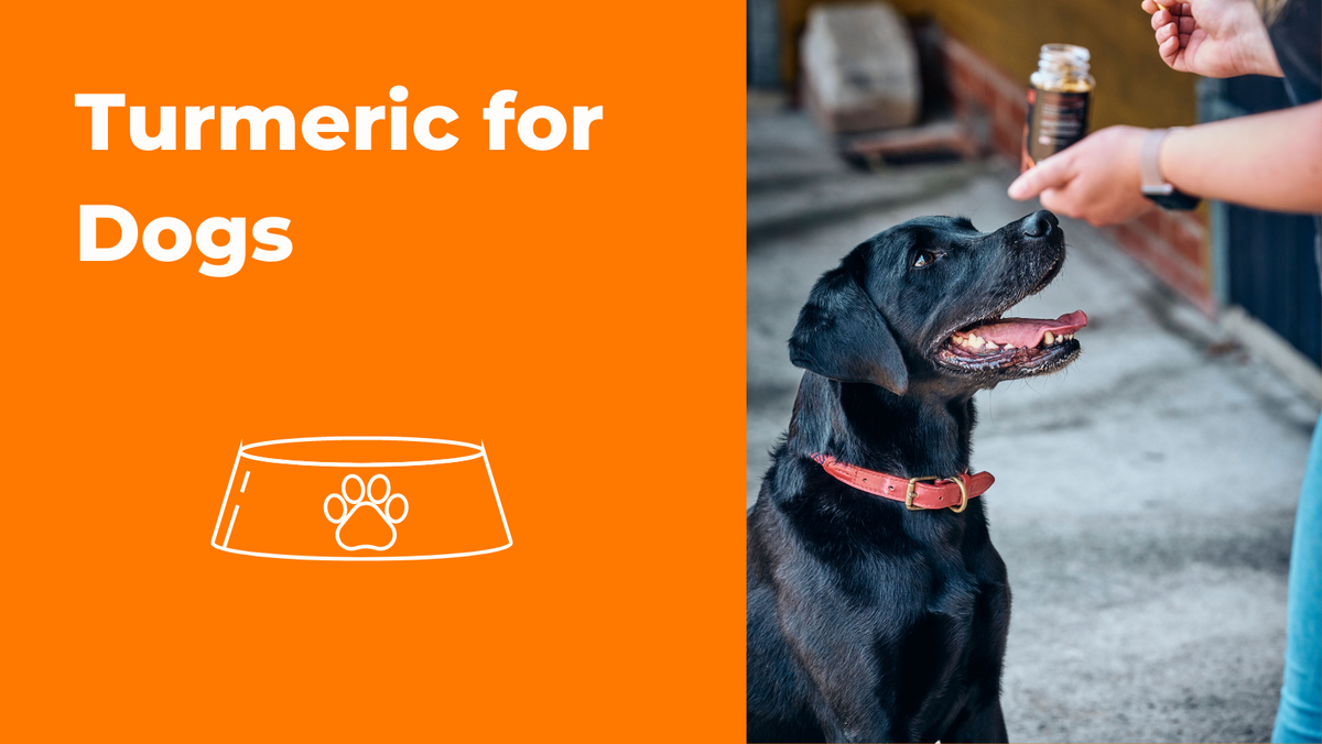 Benefits of Turmeric for Dogs | The Golden Paste Company