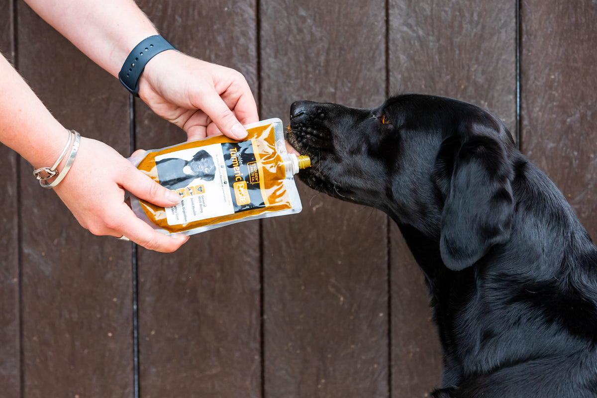 Turmeric Golden Paste for Dogs | The Golden Paste Company
